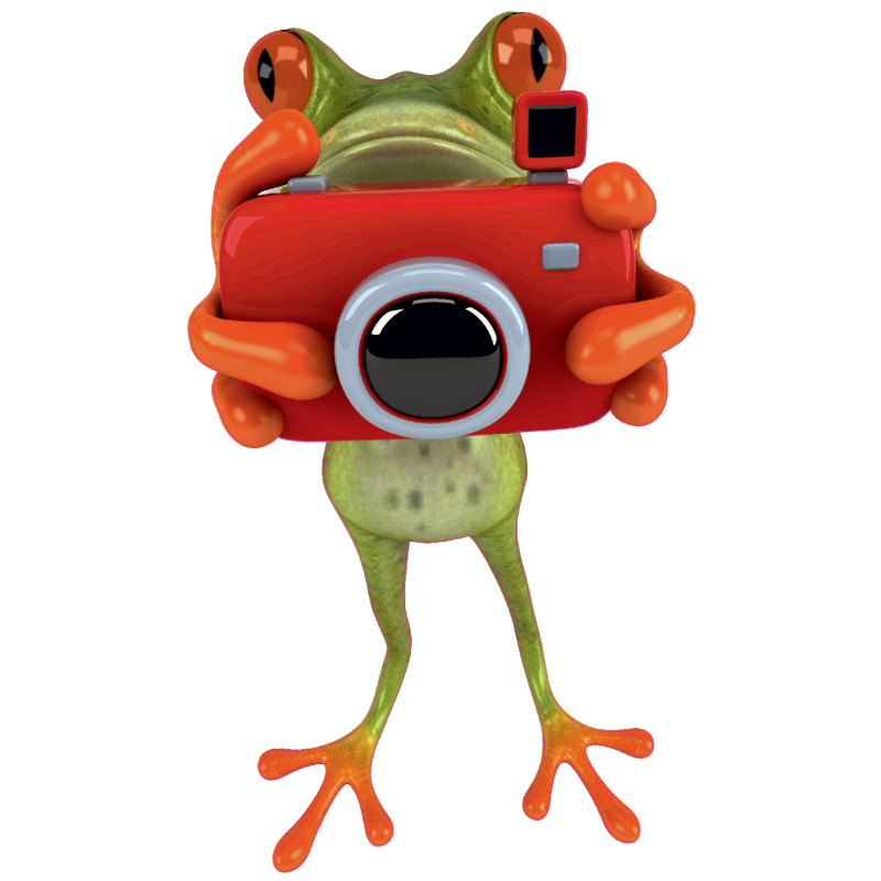 Autocollants et Stickers Grenouilles | Stickers-garage.com