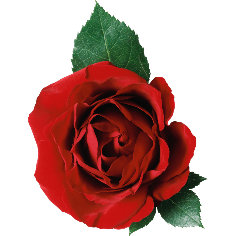 Autocollants et Stickers Autocollants Fleurs | Stickers-garage.com